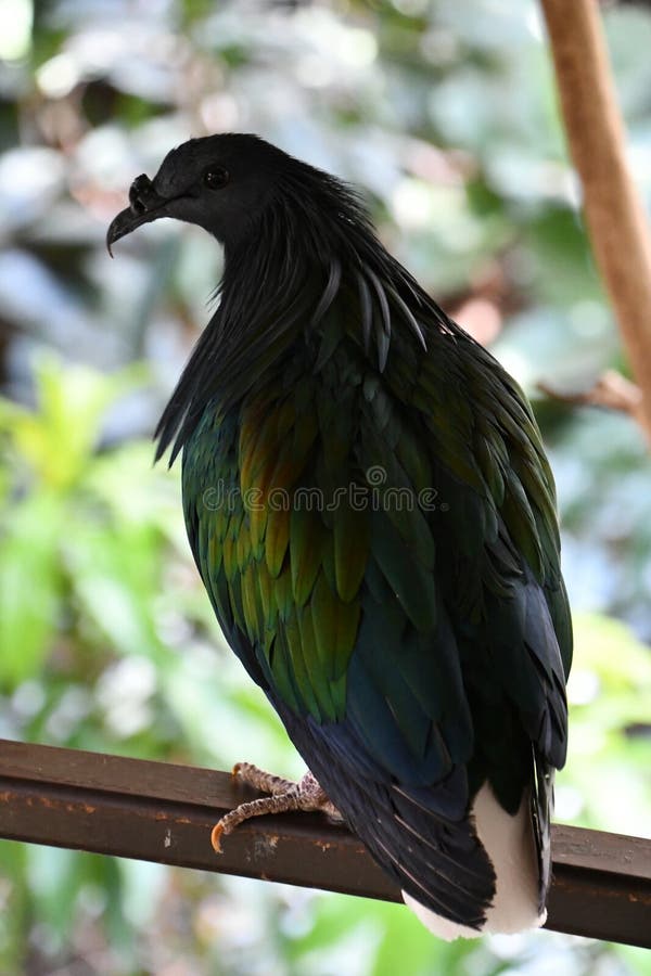 A Colorful Nicobar Pigeon stock photo. Image of malay - 280797734