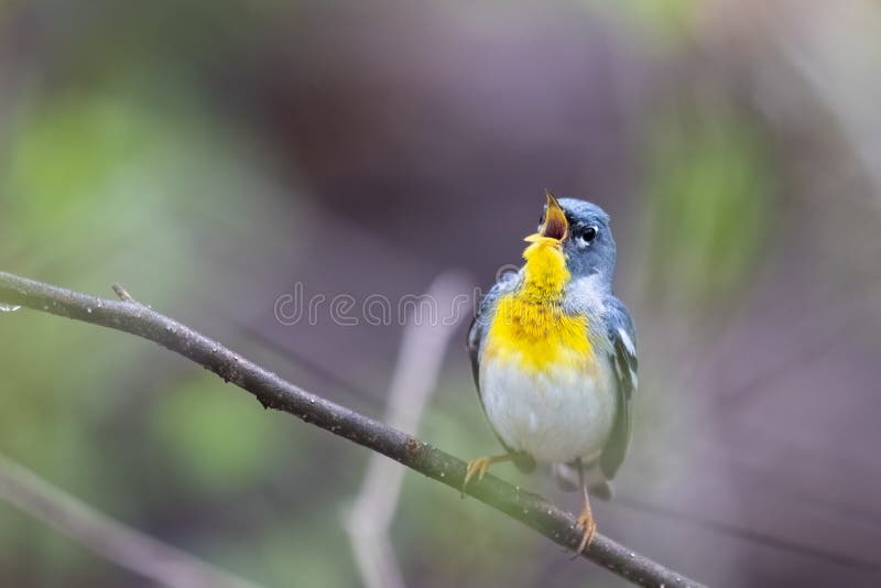 A Northern Parula Singing stock photo. Image of feathers - 353056920