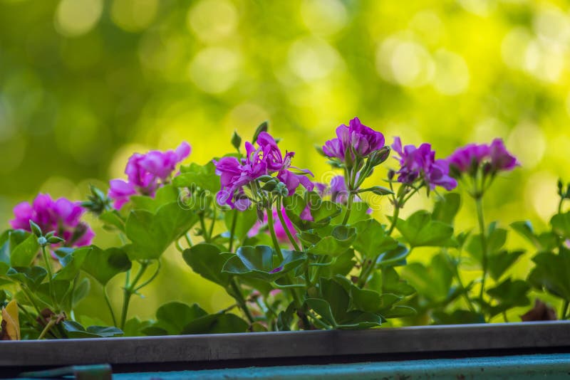 Colorful Nutmeg Flower in a Hanging Flower Box. the Background is ...