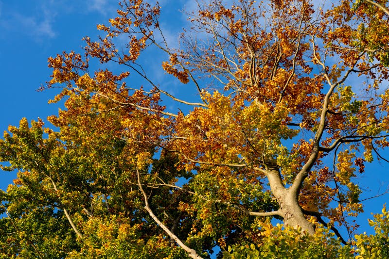 Colorful Oak Tree in Autumn Stock Image - Image of green, blue: 259025859
