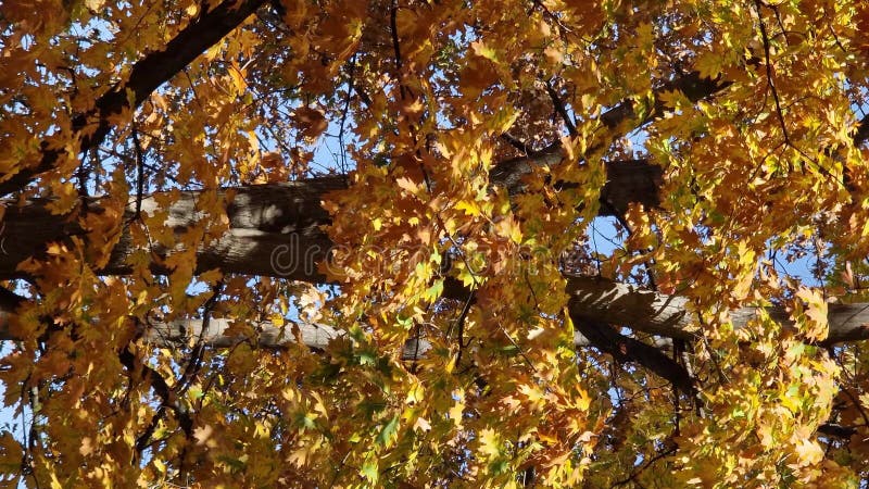 Colorful Oak Tree Forest. Fall Season in the Park Stock Video - Video ...