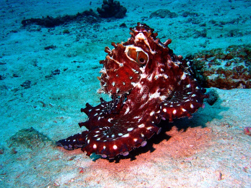 Colorful Octopus stock image. Image of islands, nature - 65549011