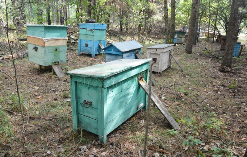 Colorful Old Beehives Colony in the Forest. Bees Farm Stock Image ...