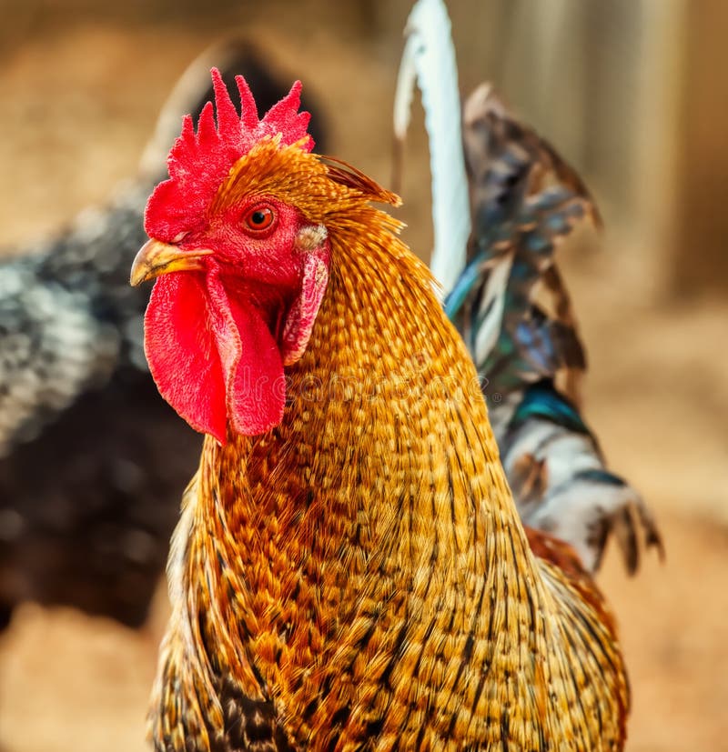 An Olive Egger Rooster Strutting in the Barnyard. Stock Photo - Image ...