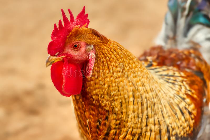 A Colorful Rooster Strutting in the Barnyard. Stock Photo - Image of ...