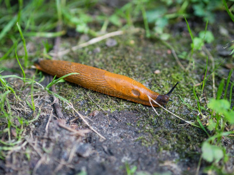 Colorful Orange Slug Crawls in Forest Stock Image - Image of grey ...