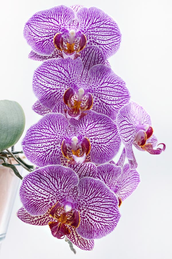Colorful Orchid Picture. Image: 14529332