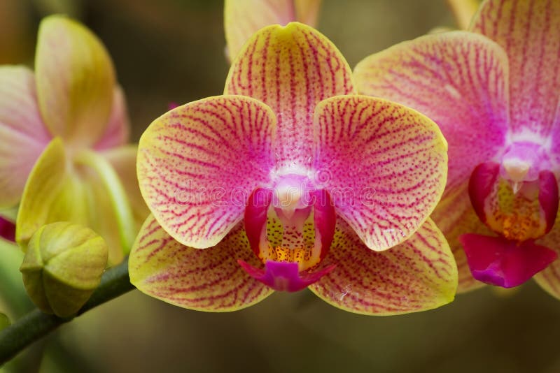 Colorful Orchid stock image. Image of nature, yellow - 36865461