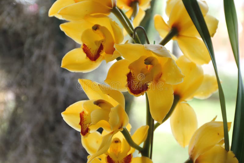 Orchids in spring stock photo. Image of orquidea, garden - 100989394