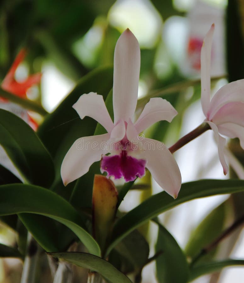 Orchids in spring stock photo. Image of magenta, exotic - 100991684