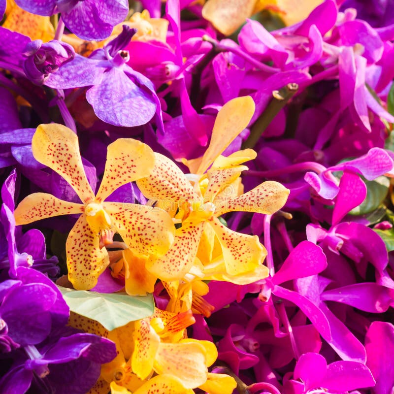 Colorful Orchids Background Stock Photo - Image of grow, nature: 90077776