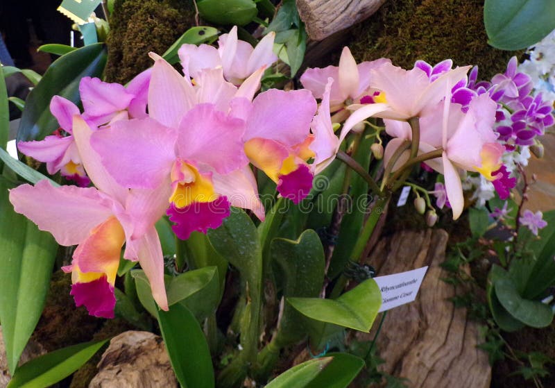 Colorful Orchids stock photo. Image of shrub, nature - 269368912