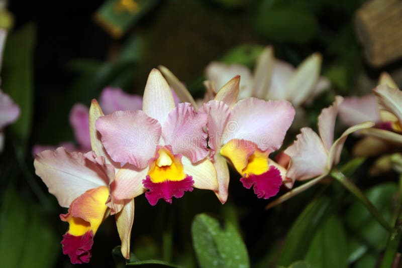 Colorful Orchids stock photo. Image of yellow, background - 269371122