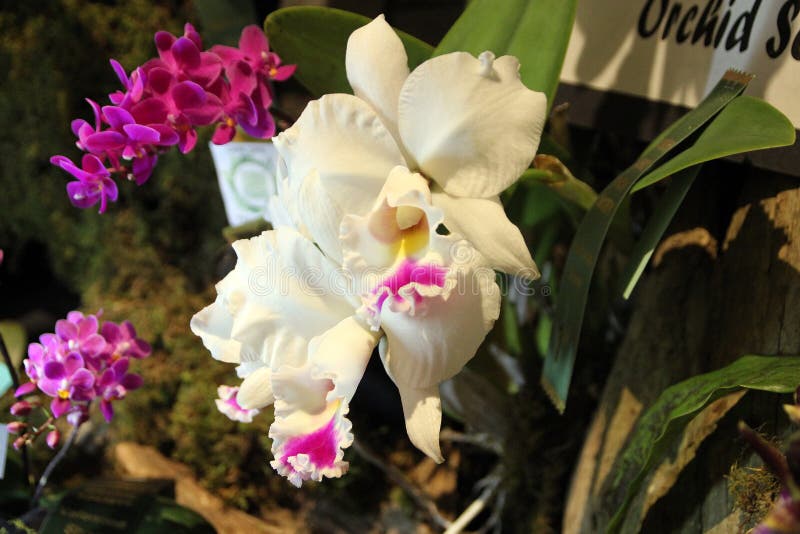 Colorful Orchids stock image. Image of purple, blooming - 269420767