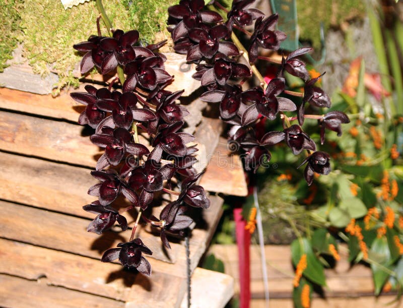 Colorful Orchids stock image. Image of bloom, leaf, background - 361564103