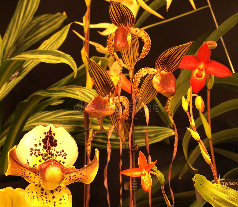 Colorful Orchids stock photo. Image of tapestry, variety - 50437208