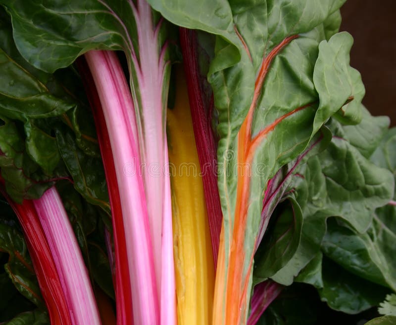 Closeup of Swiss Chard Stalks Stock Photo - Image of mangold, harvest ...