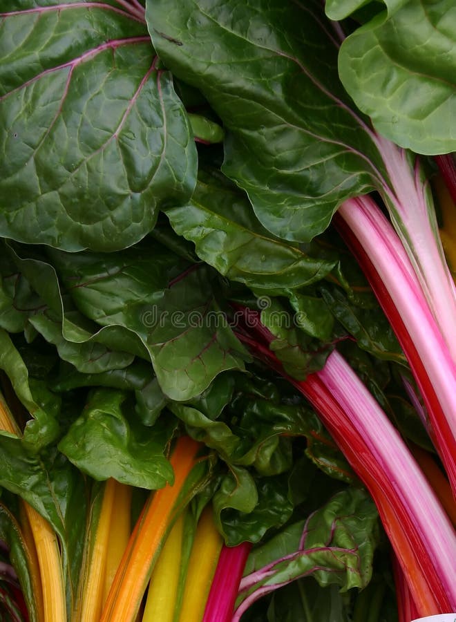 Colorful Organic Chard stock photo. Image of exotic, health - 7463322