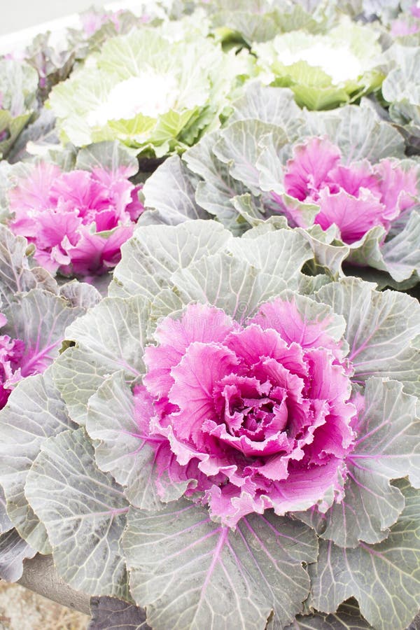 Colorful Ornamental Cabbage Stock Image - Image of vegetable, texture ...