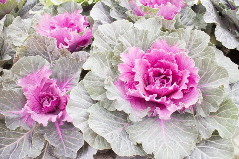 Colorful Ornamental Cabbage Stock Image - Image of white, plant: 85538331