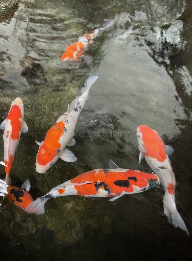 Colorful Ornamental Koi Fish Float in the Artificial Pond, View from ...