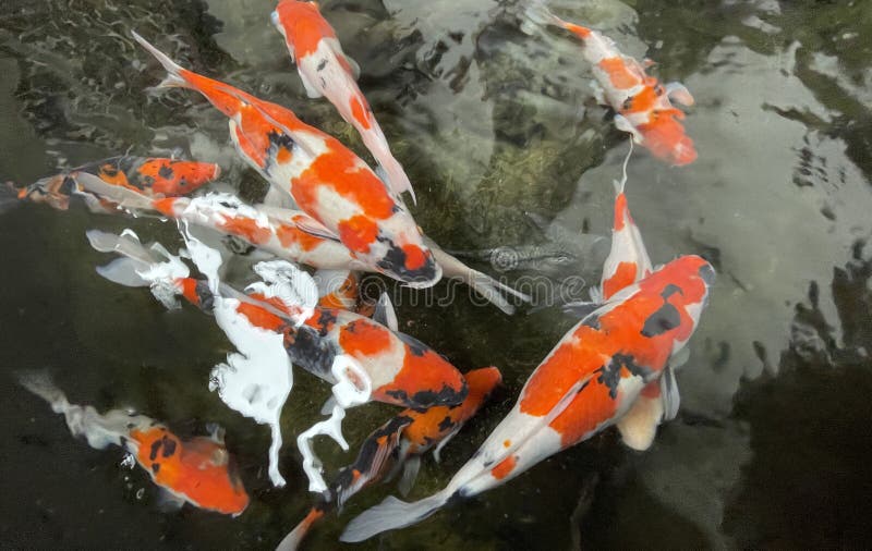 Colorful Ornamental Koi Fish Float in the Artificial Pond, View from ...