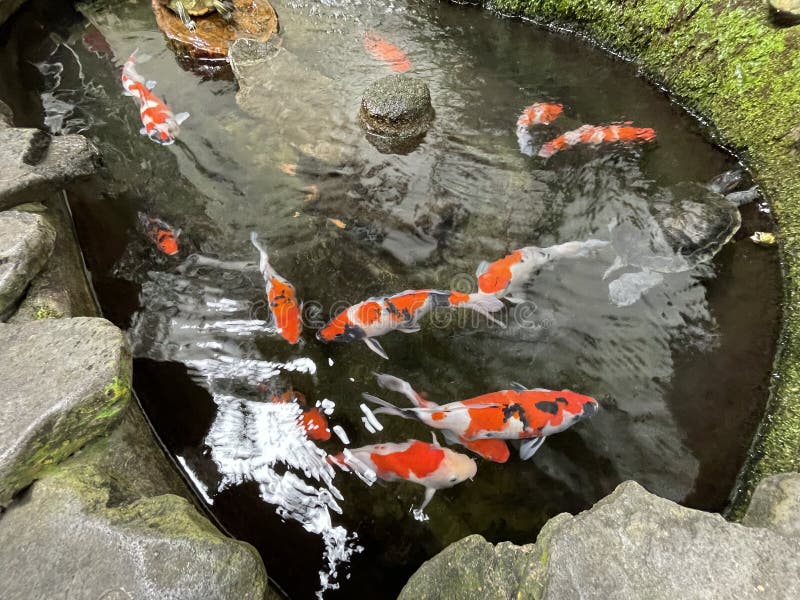 Colorful Ornamental Koi Fish Float in the Artificial Pond, View from ...