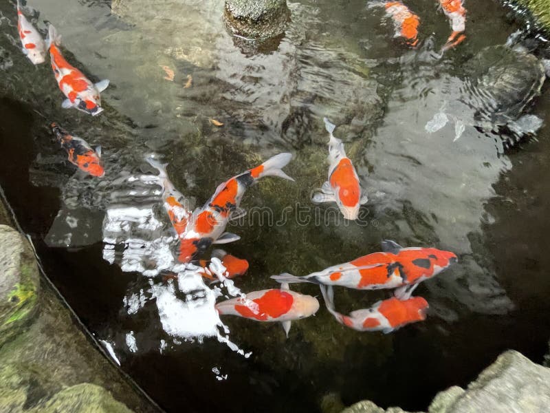 Colorful Ornamental Koi Fish Float in the Artificial Pond, View from ...