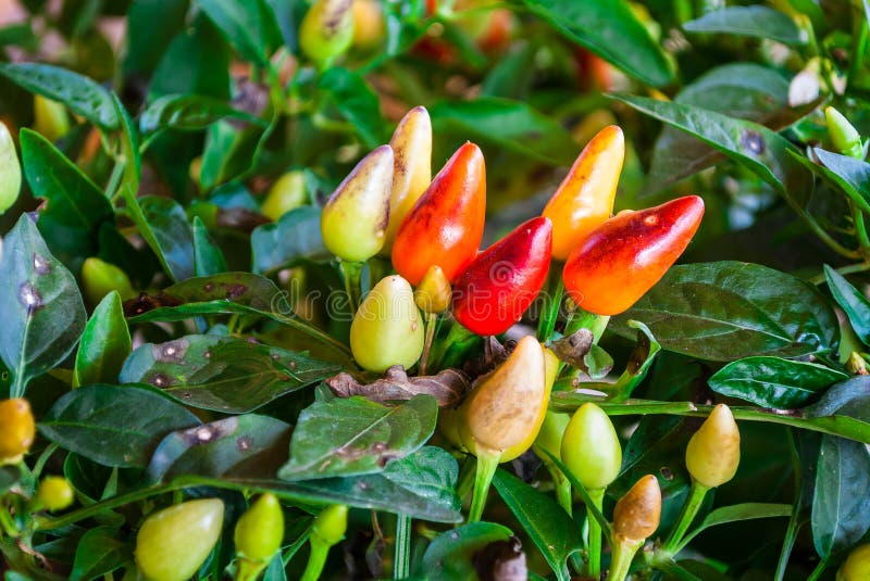 Colorful Ornamental Pepper, Decoration Pepper Stock Image - Image of ...