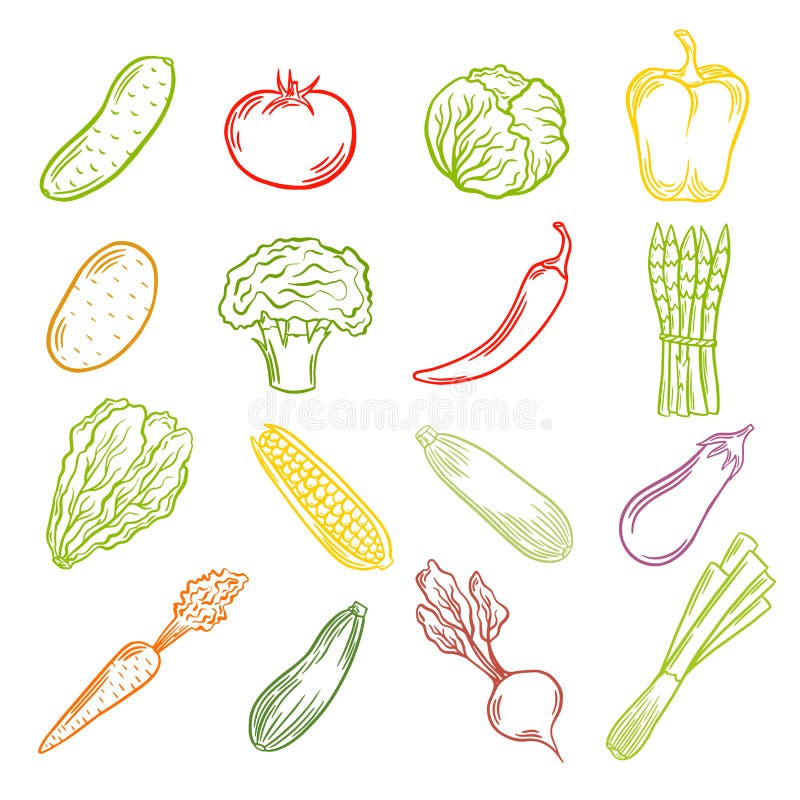 Colorful Vegetables Outline. Line Art Stock Vector - Illustration of ...