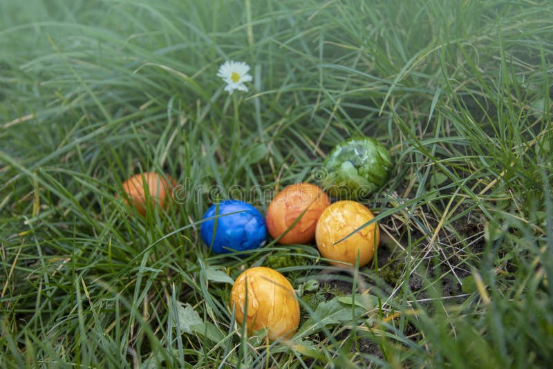 Colorful Painted Easter Eggs Hidden in Grass for an Easter Egg Hunt ...
