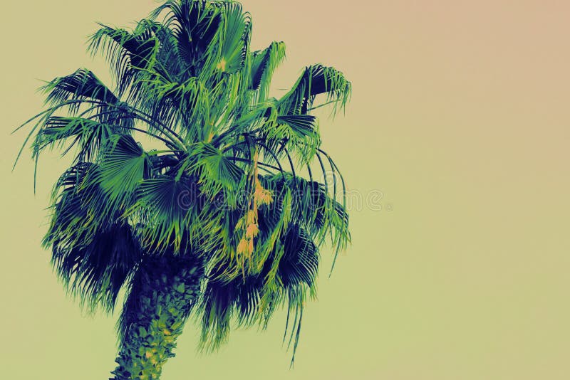 Colorful Palm Tree stock image. Image of leaves, tree - 87030513