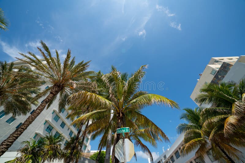 Colorful Palm Trees Miami Beach Ocean Drive Stock Image - Image of ...