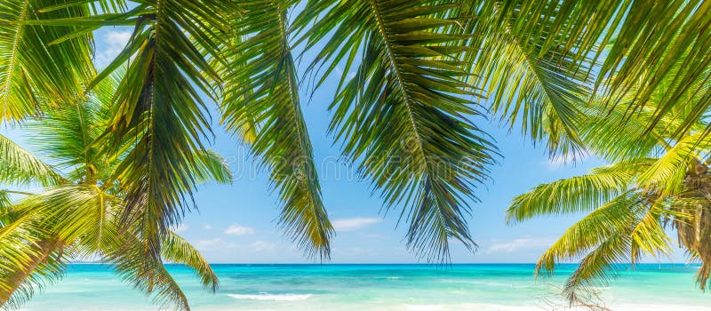 Colorful Palm Trees by the Sea Stock Image - Image of ocean, background ...