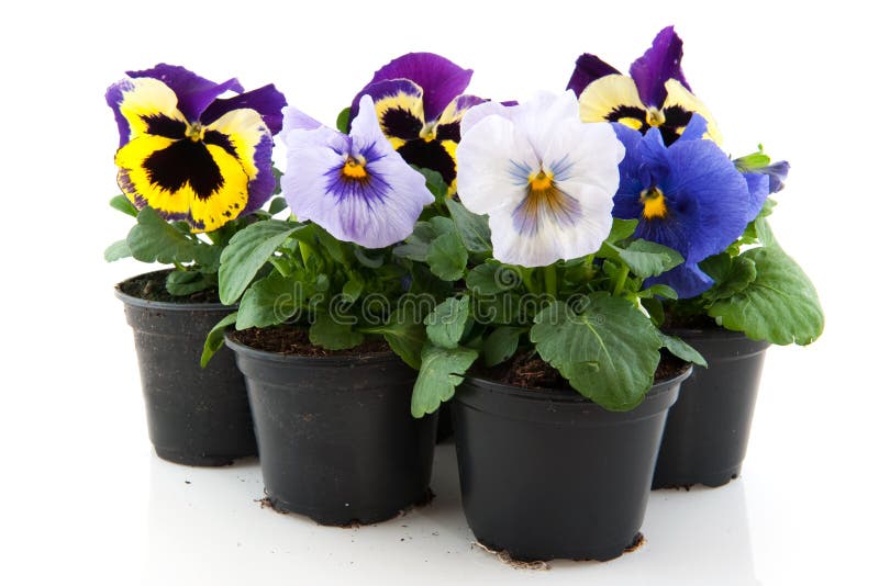 Colorful Pansies stock photo. Image of plants, flowers - 13819666