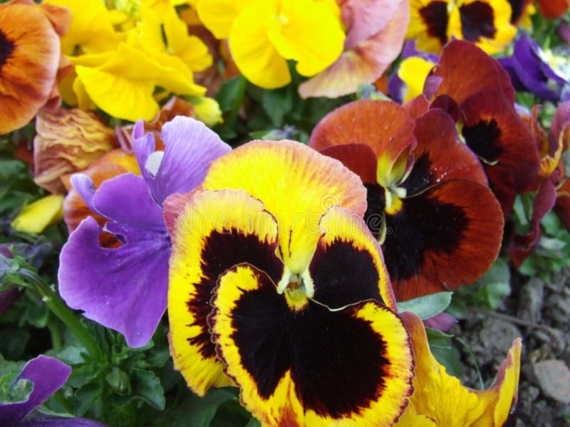 Colorful-pansies Picture. Image: 87853754