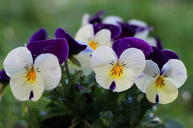 Colorful pansies stock photo. Image of orange, green - 143438042