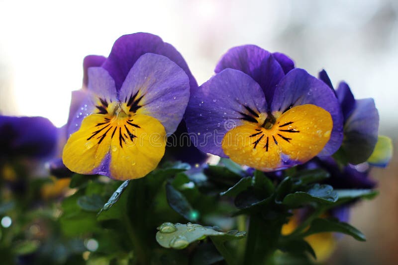 Colorful pansies stock image. Image of heartsease, nice - 143438235