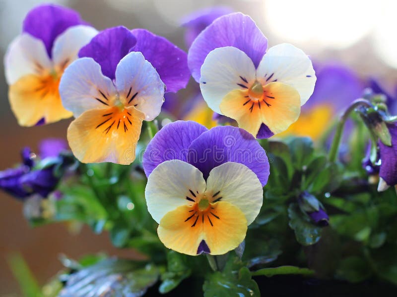 Colorful pansies stock image. Image of closeup, outdoors - 143438287