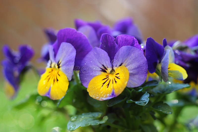 Colorful pansies stock image. Image of flowerbed, close - 143438295