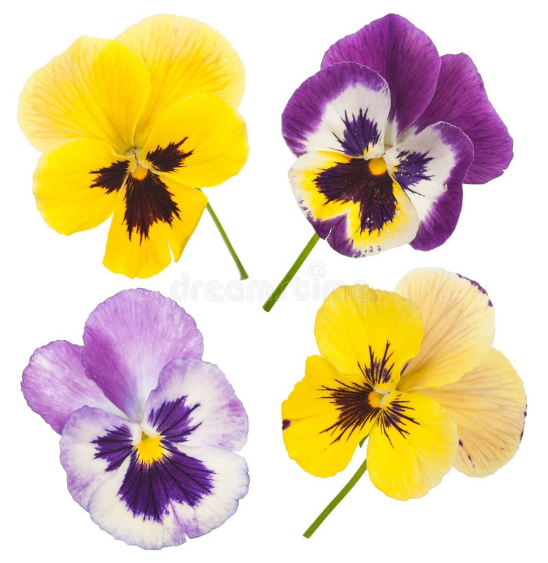 Assorted Pansies, Viola Tricolor Flowers Growing in the Garden Stock ...
