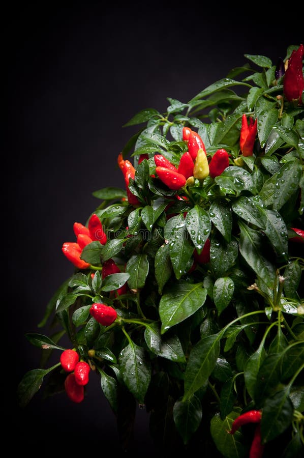 Colorful paprika tree stock image. Image of heat, plant - 16012665