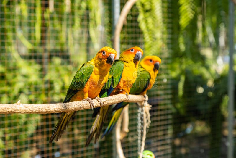 Colorful Parakeet in a Cage Stock Photo - Image of group, animal: 181858690