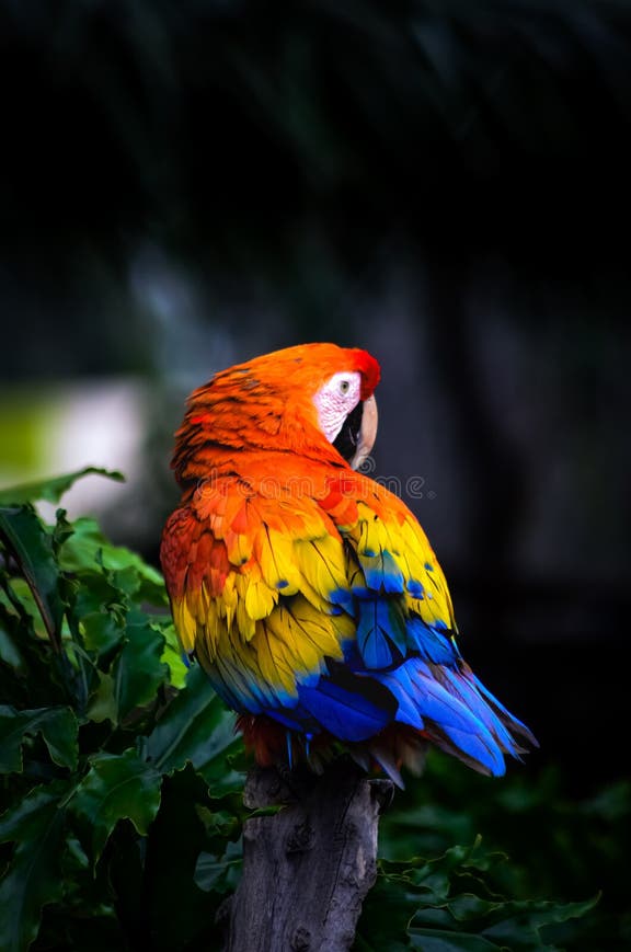 Colorful Parakeet in the Jungle Stock Photo - Image of budgie, parakeet ...