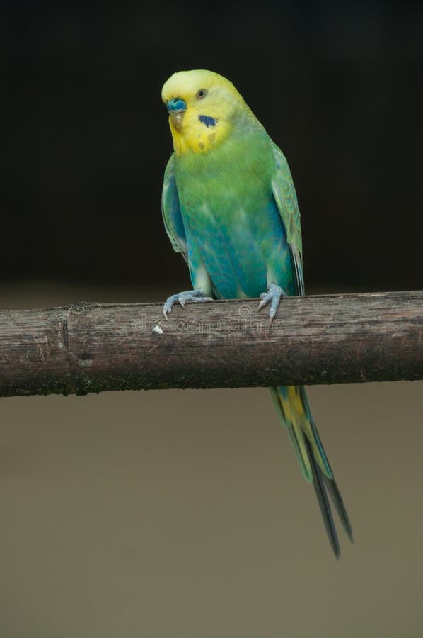 Colorful Parakeet on a Perch Stock Image - Image of beak, white: 124401647