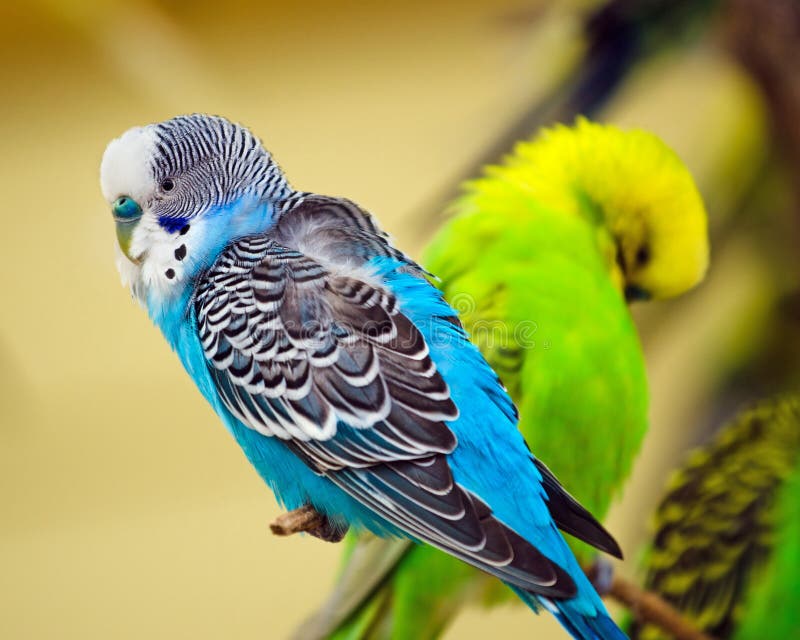 Colorful Parakeet on Tree Branch Stock Photo - Image of beak, beauty ...