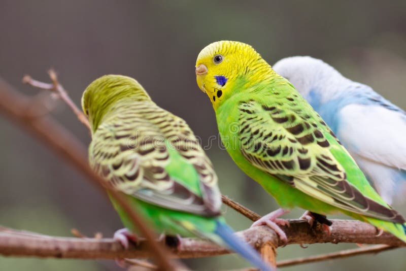 Colorful parakeets stock photo. Image of colors, yellow - 32402172