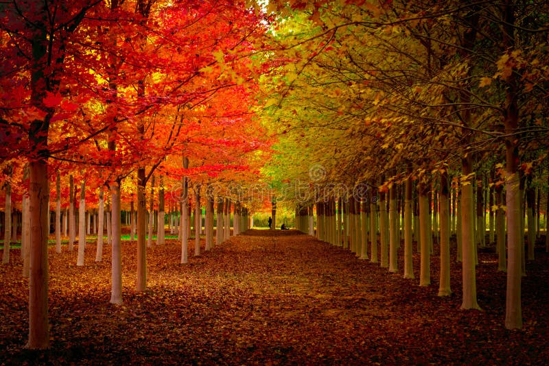 Colorful Park with Rows of Trees during Autumn Stock Photo - Image of ...
