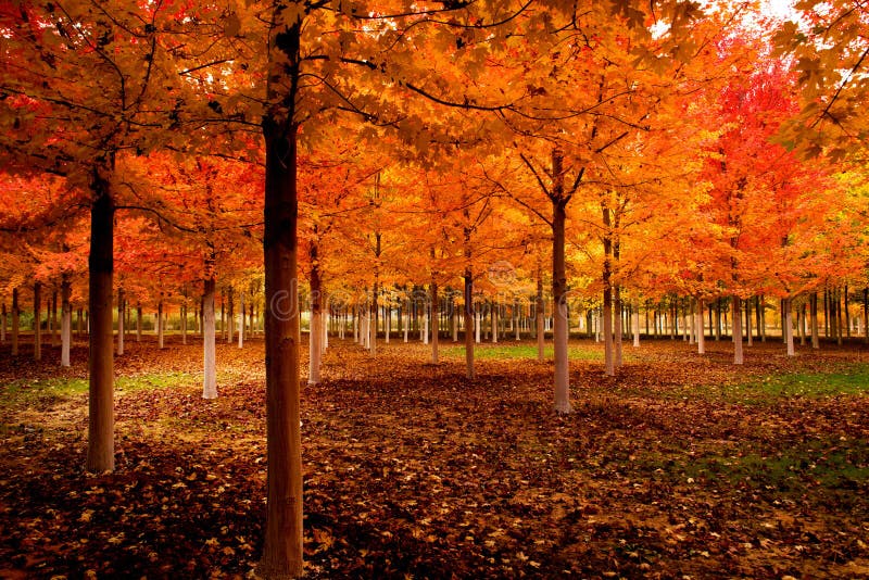 Colorful Park with Rows of Trees during Autumn Stock Image - Image of ...