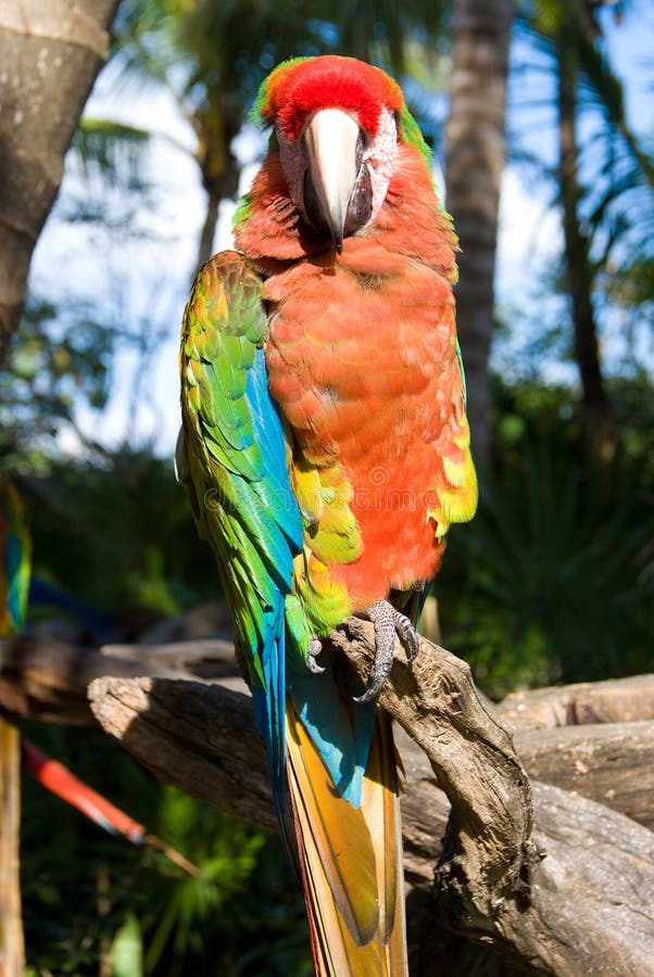 Colorful parrot stock photo. Image of exotic, parakeet - 12431506